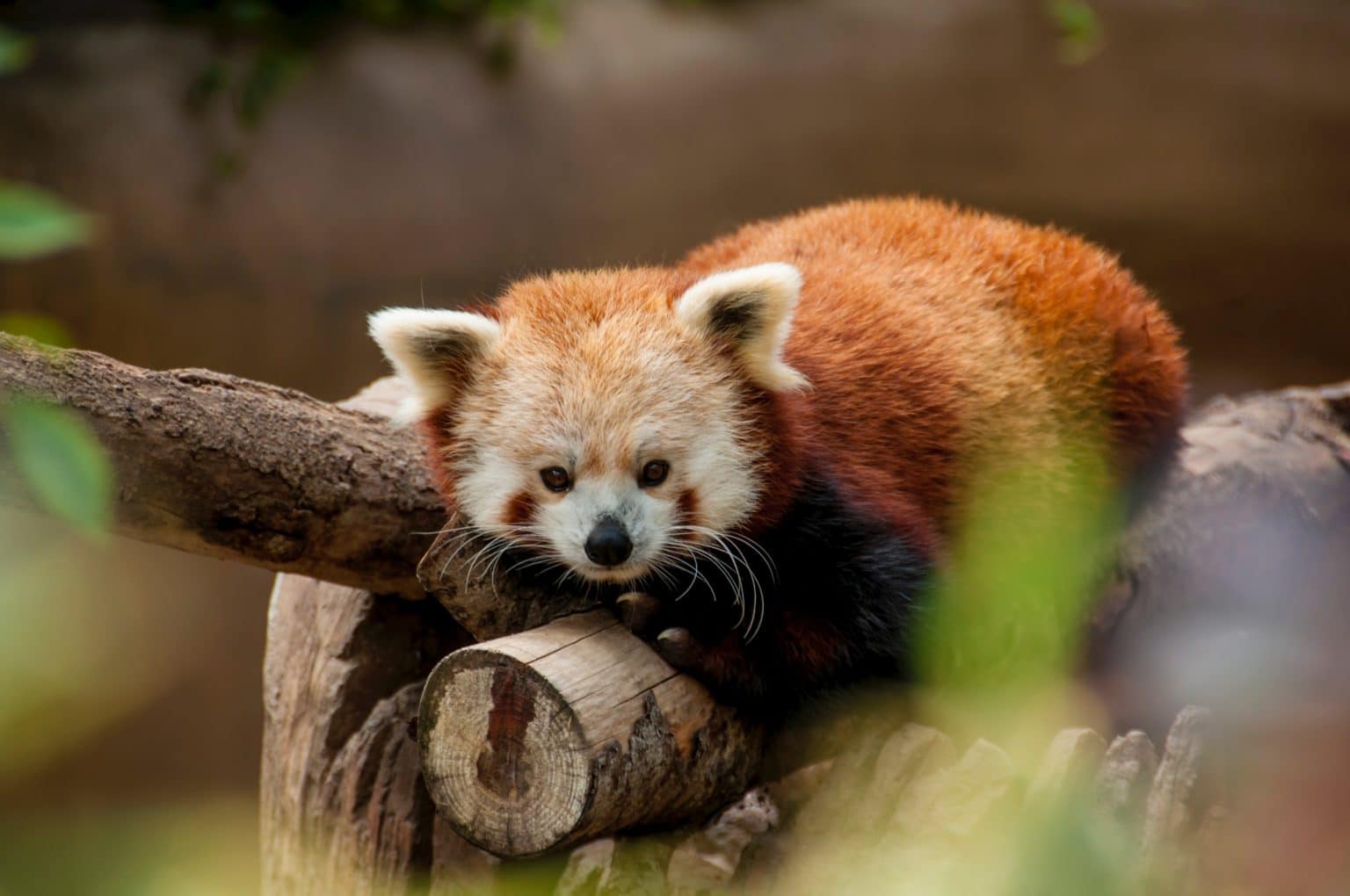 The Untold Story of Red Pandas: Threats and Conservation Efforts