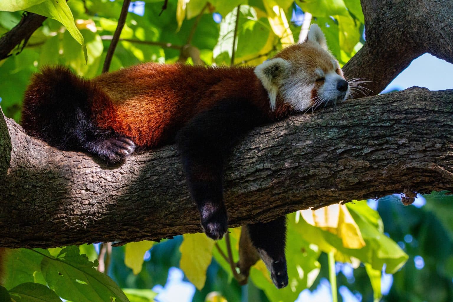 Red Pandas: Why Are They Disappearing? | Earth.Org