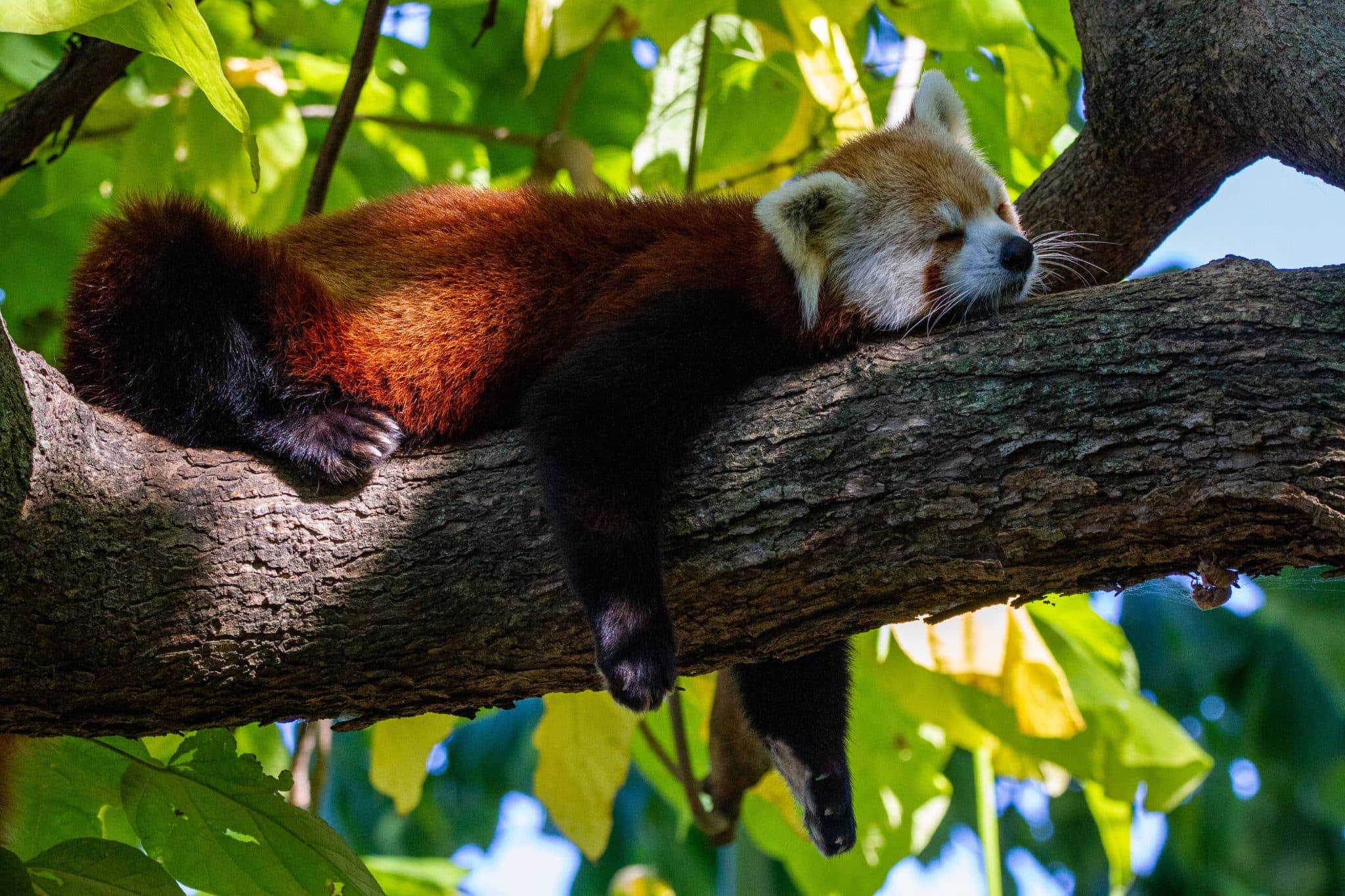 Red Pandas: Why Are They Disappearing? | Earth.Org