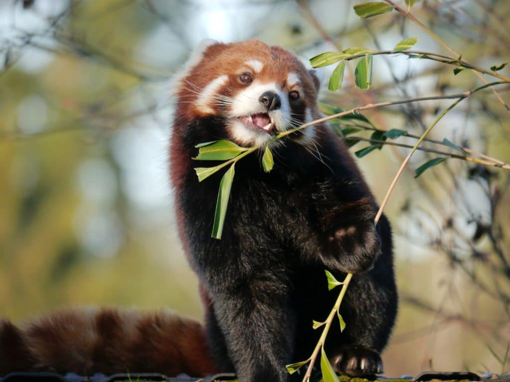 The Untold Story of Red Pandas: Threats and Conservation Efforts