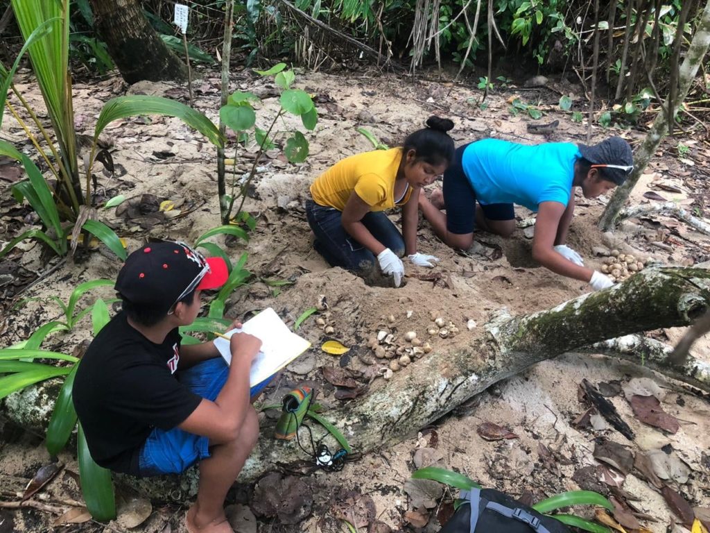 The Green Sea Turtle: Diet, Habitat, and Conservation Efforts | Earth.Org