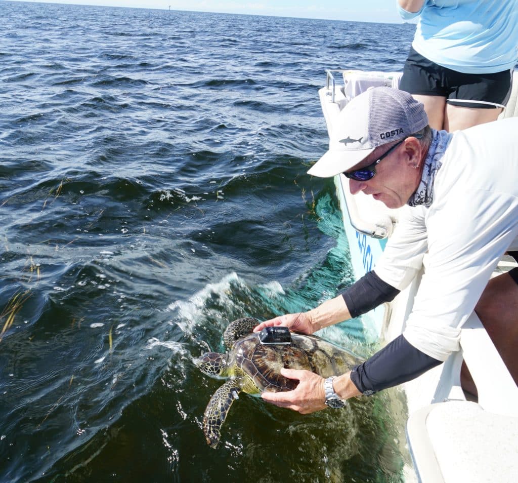 The Green Sea Turtle: Diet, Habitat, and Conservation Efforts | Earth.Org