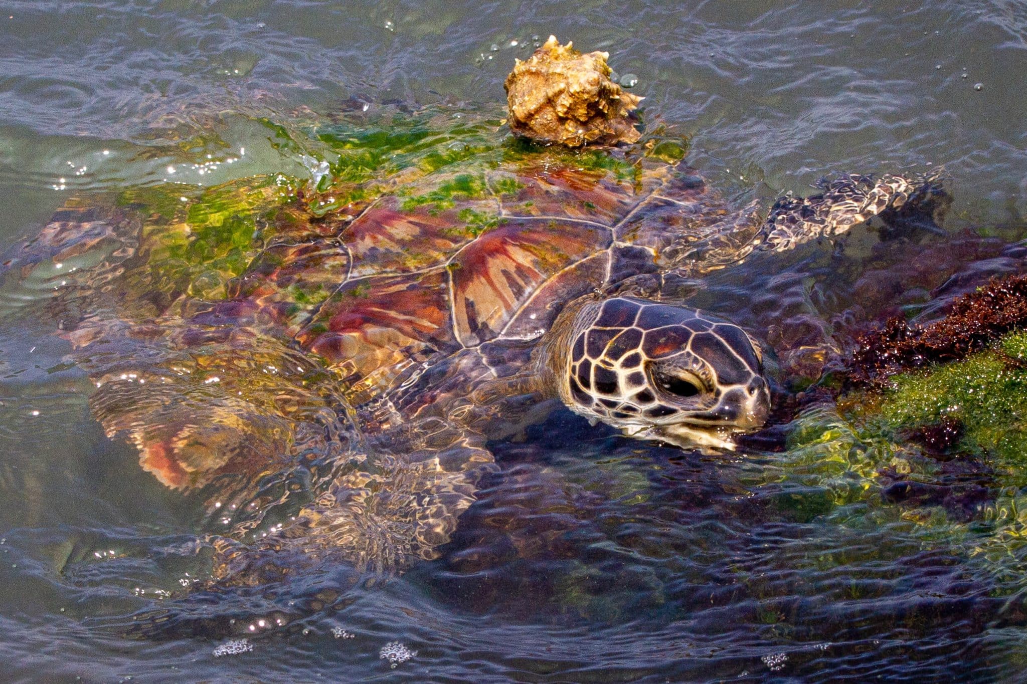 The Green Sea Turtle: Diet, Habitat, and Conservation Efforts | Earth.Org