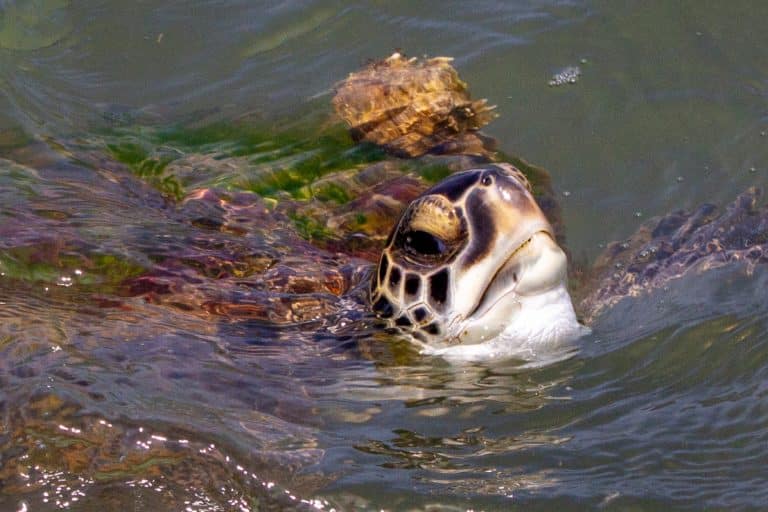 The Green Sea Turtle: Diet, Habitat, and Conservation Efforts | Earth.Org