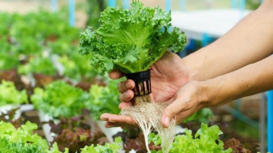 Liquid Nanoclay: Transforming Soil to Shape the Future of Farming ...