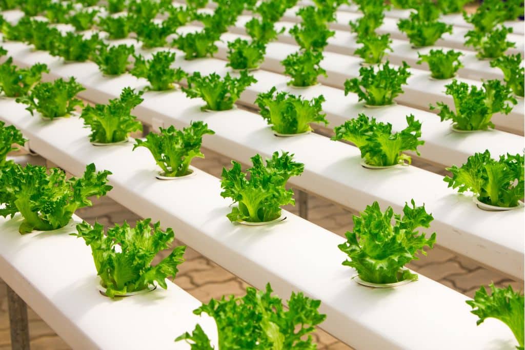 12 Pros & Cons of Hydroponic Farming | Earth.Org