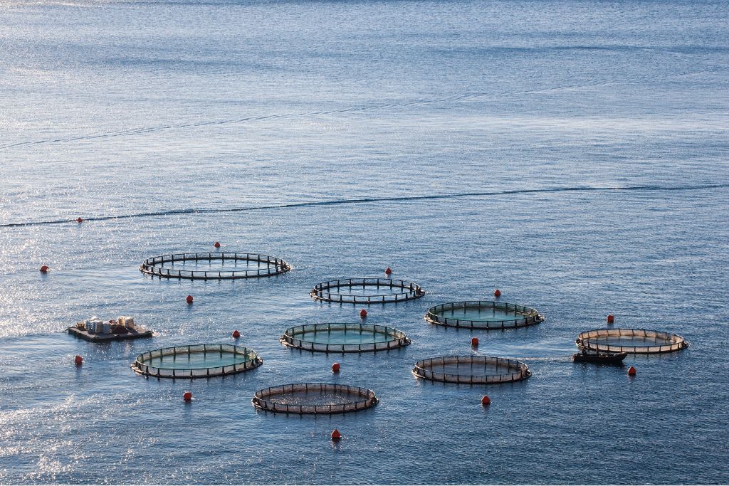 The Road Ahead for Sustainable Aquaculture | Earth.Org