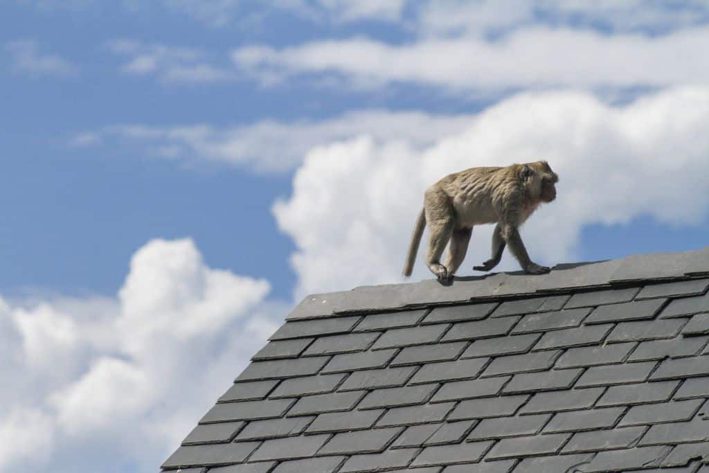 Urban Wildlife: How Animals Are Taking Over Our Cities | Earth.Org