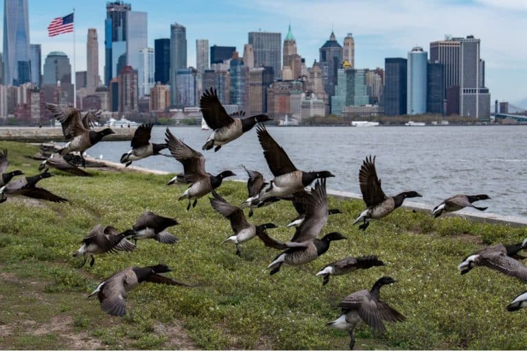 Urban Wildlife: How Animals Are Taking Over Our Cities | Earth.Org