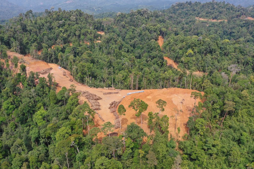 World Is Not On Track to Meet Global Deforestation Pledge Goal by 2030 ...
