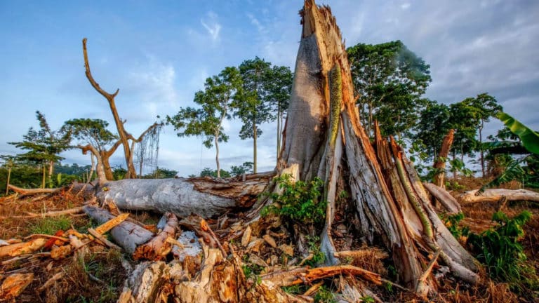 5 Biggest Environmental Issues in Africa | Earth.Org