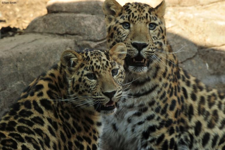 Why Is the Amur Leopard Endangered and What Can We Do to Save It? | Earth.Org