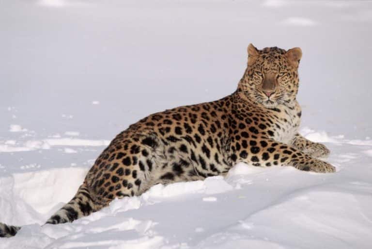 Why Is the Amur Leopard Endangered and What Can We Do to Save It ...