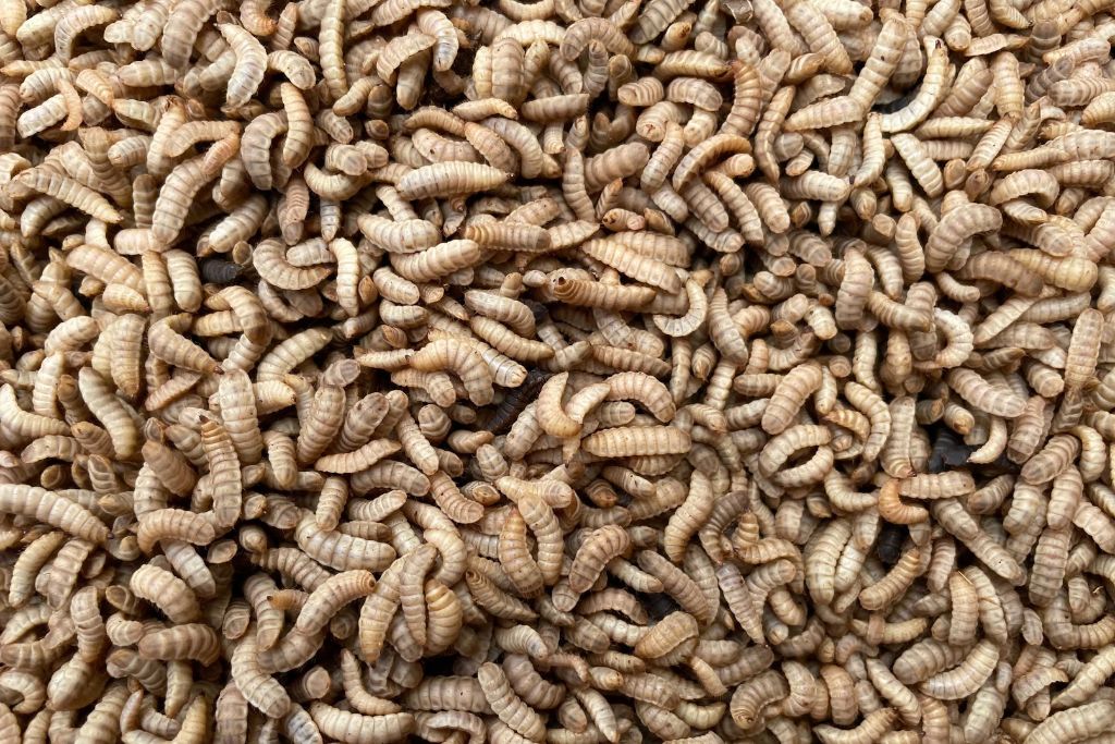 Insect Farming: The Sustainable Future of Food Production | Earth.Org