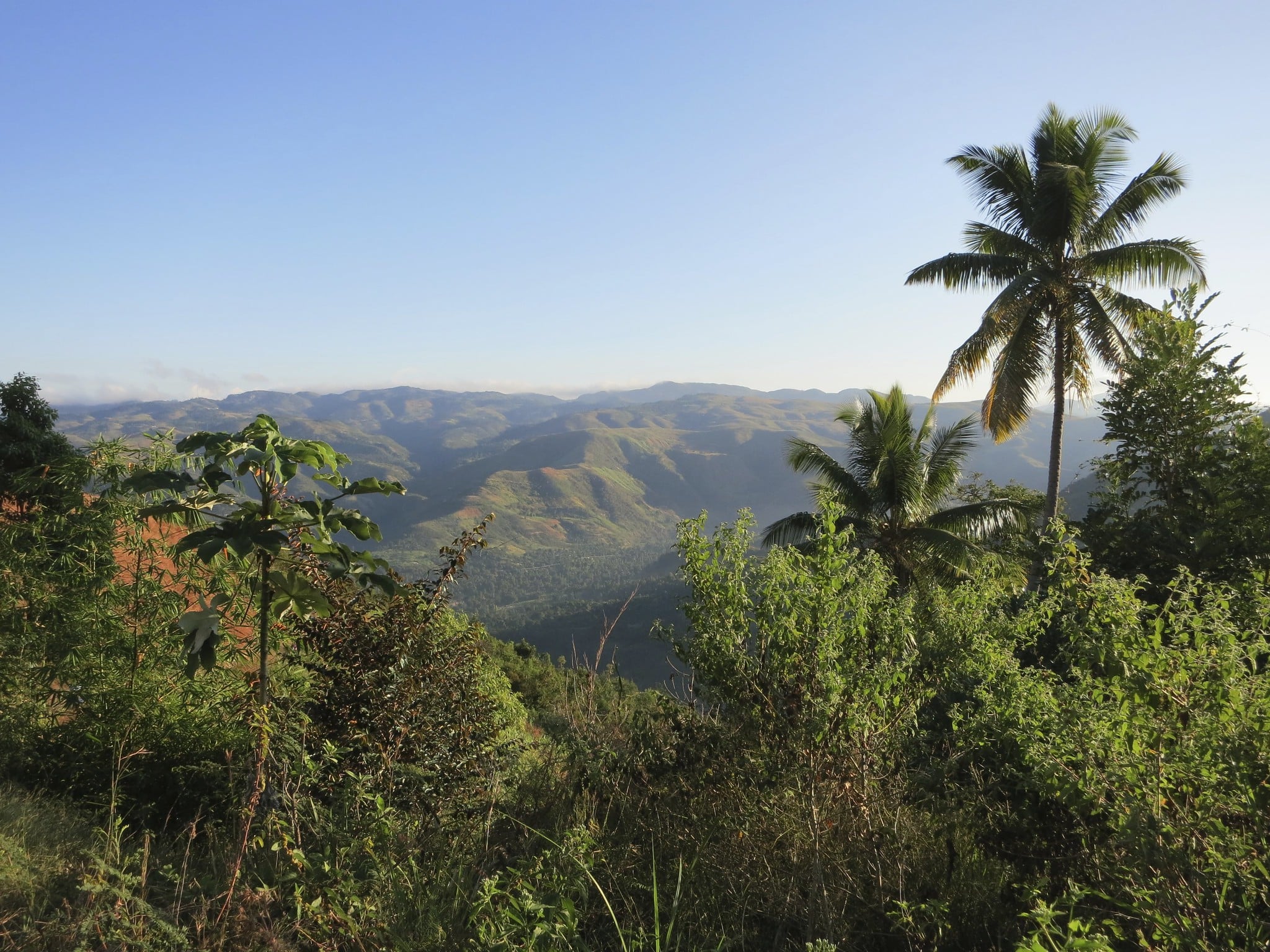 The Struggle to Conserve Threatened Forests in Haiti | Earth.Org