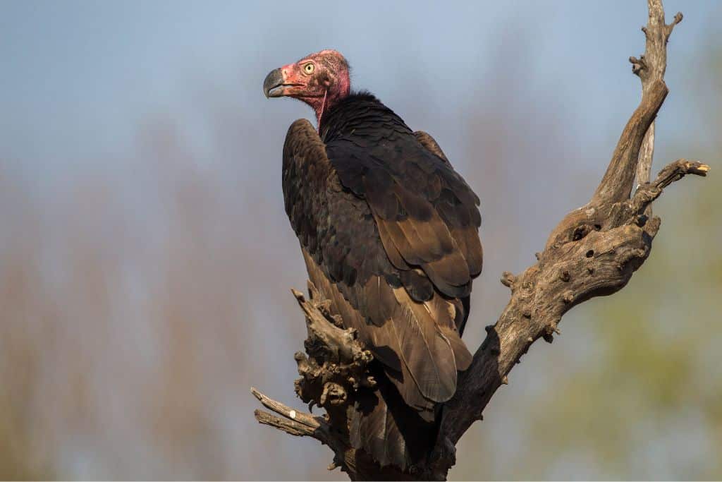 Top 10 Critically Endangered Species in Asia in 2023 | Earth.Org