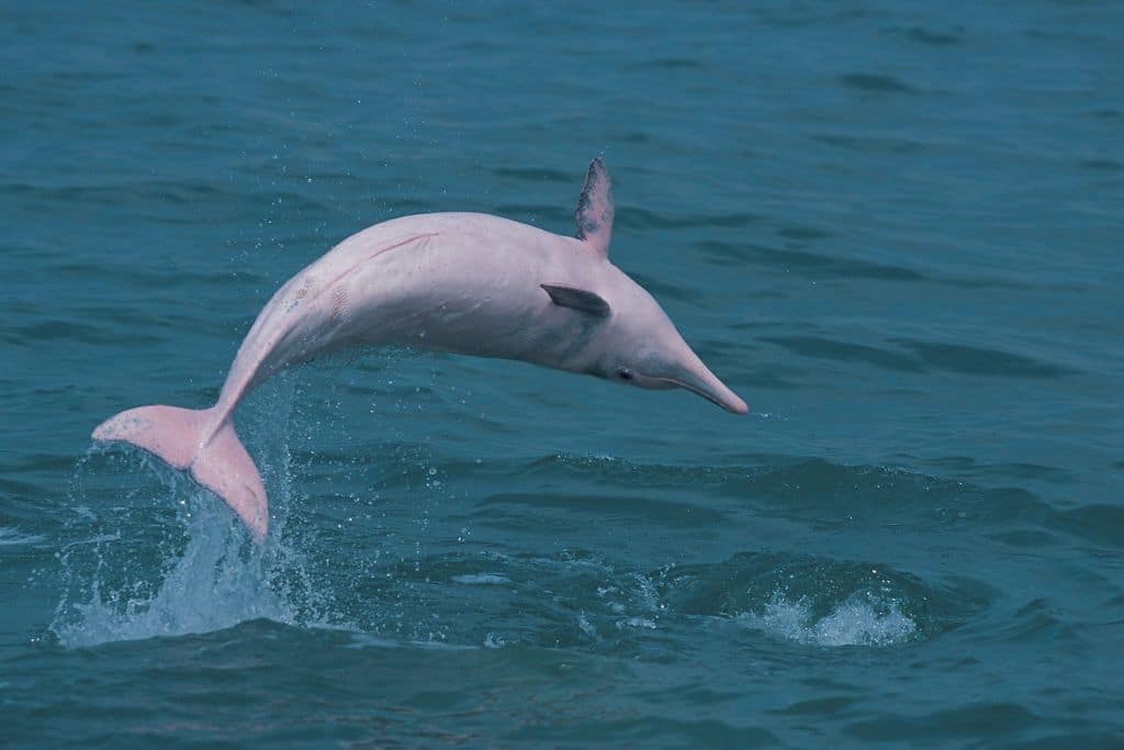 Why Are Hong Kong’s Rare Pink Dolphins Disappearing? | Earth.Org