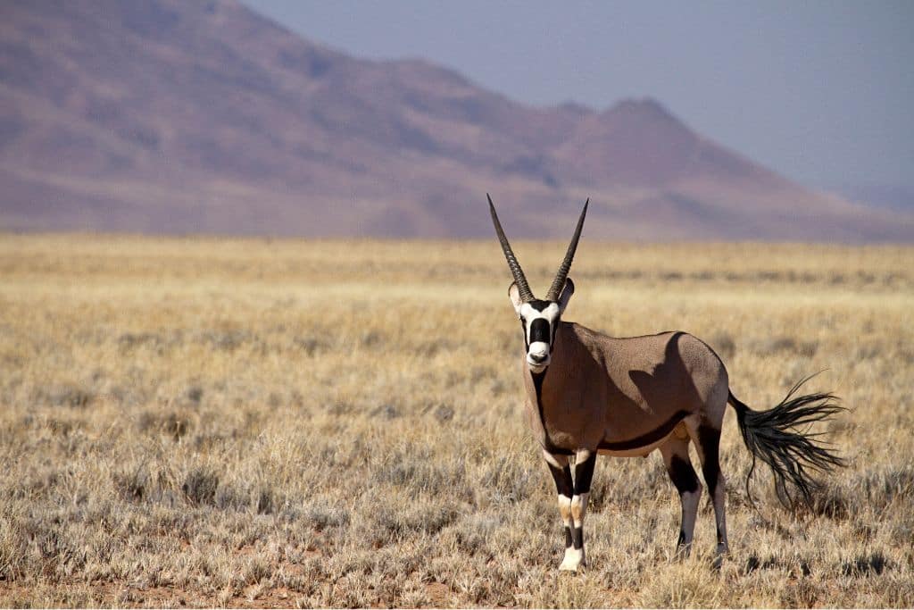 Do Breeding Programs For Endangered Species Help? | Earth.Org