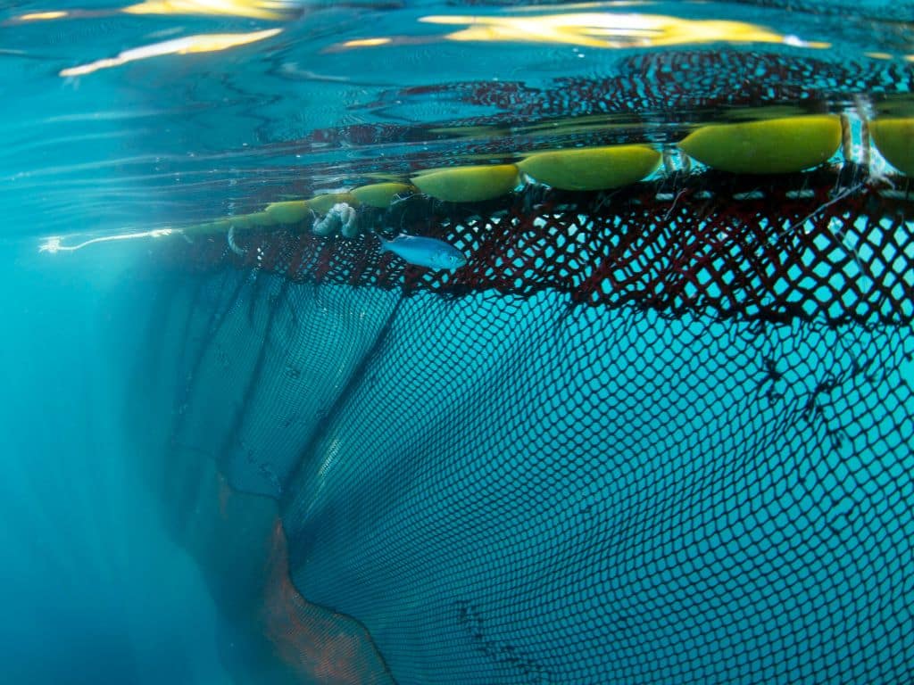 Raising Awareness About the Impacts of Overfishing | Earth.Org