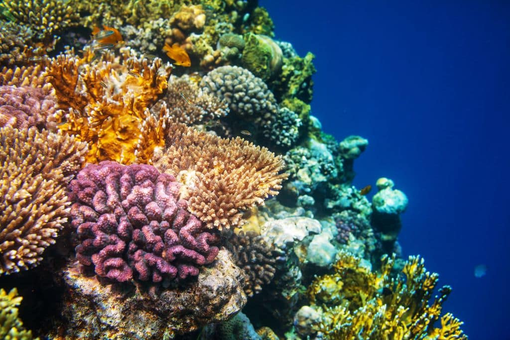 Coral Reef Breakthrough Launches to Prevent Extinction of One of the ...