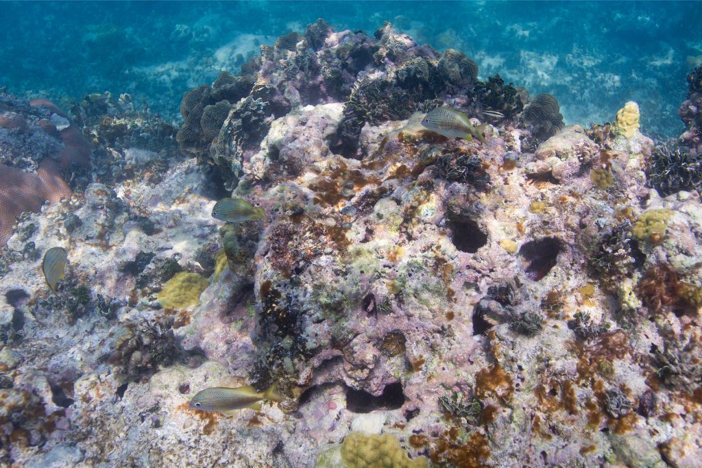 Coral Reef Degradation in Hawaii: Is Overtourism to Blame? | Earth.Org
