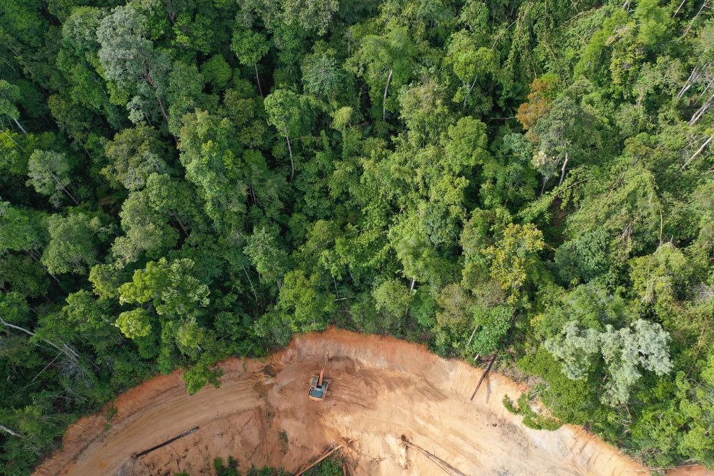Global Deforestation in 2022: Can the World Reach the Global ...