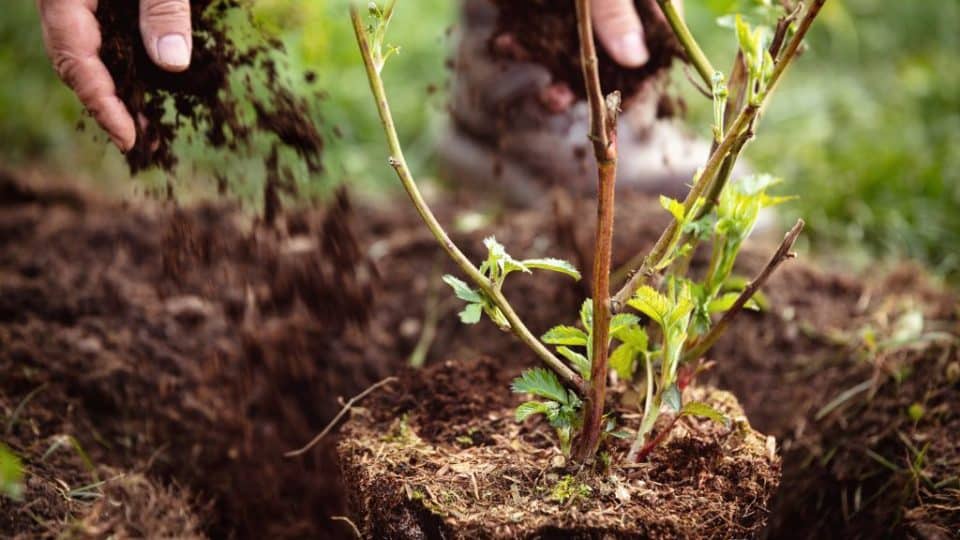 Opinion Articles Earth Org