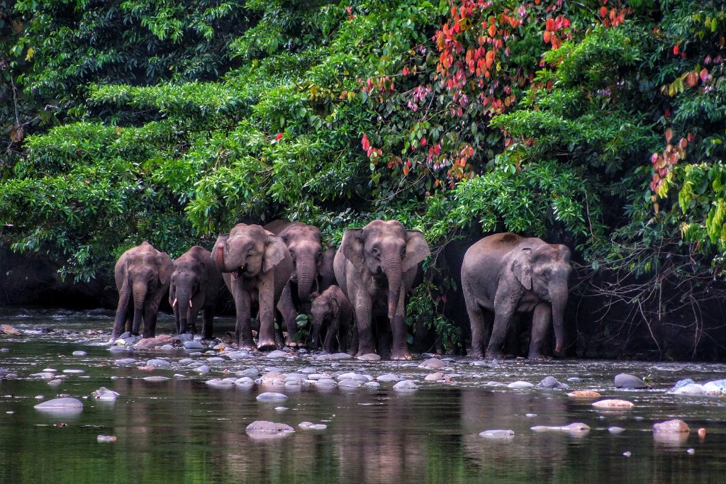 Deforestation in Borneo: Causes and Conservation Efforts | Earth.Org