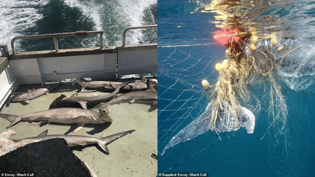 Great Hammerhead Shark: Characteristics, Threats, and Conservation ...