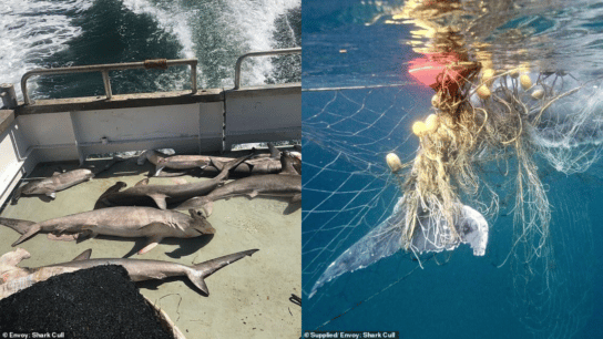 Great Hammerhead Shark: Characteristics, Threats, and Conservation ...