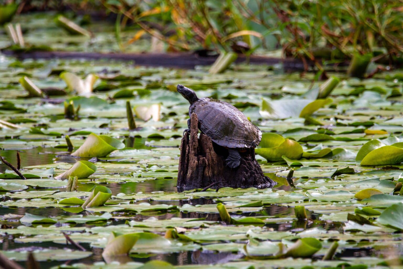 What Is Ecotourism and Why It Matters in 2024 | Earth.Org