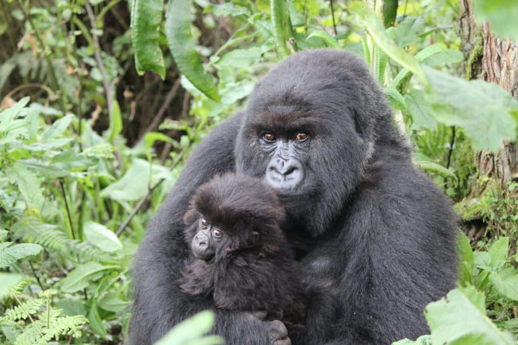 World Gorilla Day 2023: 6 Endangered Eastern Gorilla Facts You Should ...