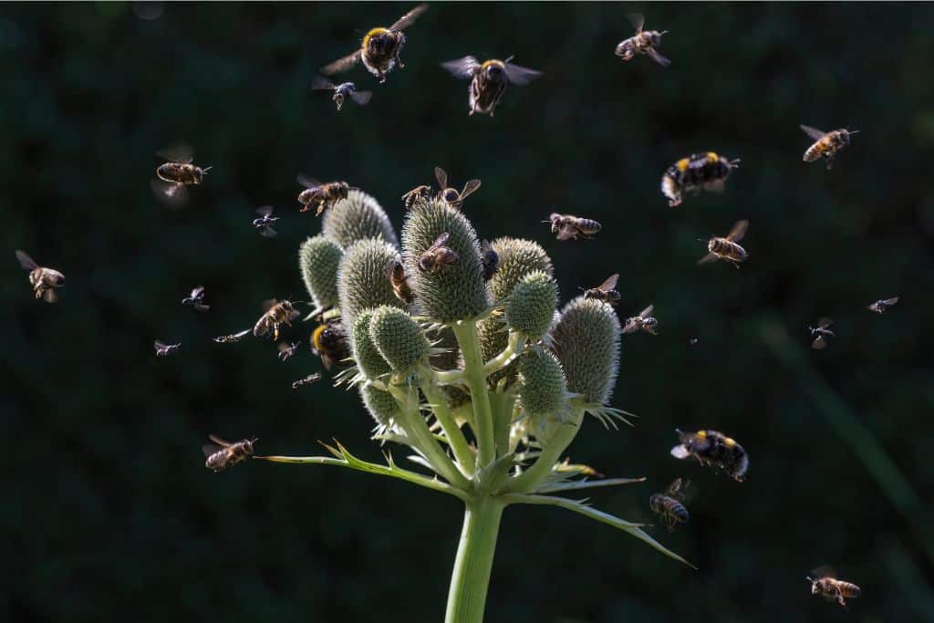 5 Concerning Effects of Biodiversity Loss | Earth.Org
