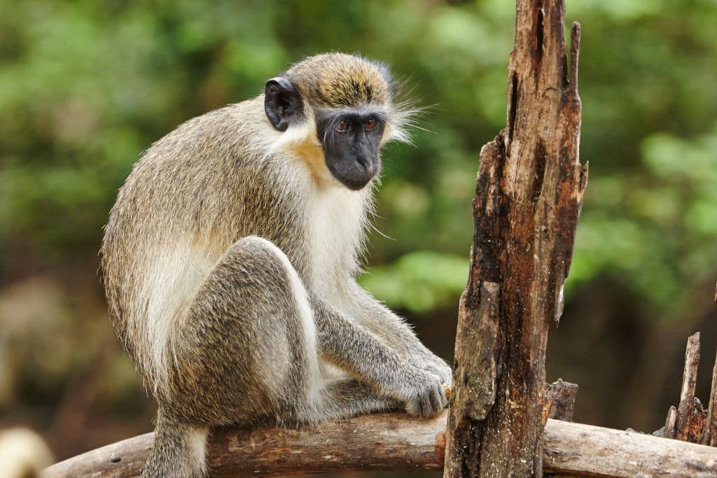 Experts Join Together to Offer Support to Stop Caribbean Monkey Cull ...