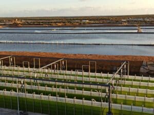 The Benefits of Microalgae for Human Health and the Environment