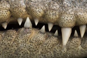 6 Facts About the Endangered Siamese Crocodile | Earth.Org