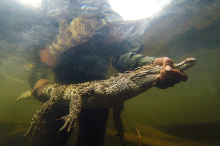 6 Facts About the Endangered Siamese Crocodile | Earth.Org