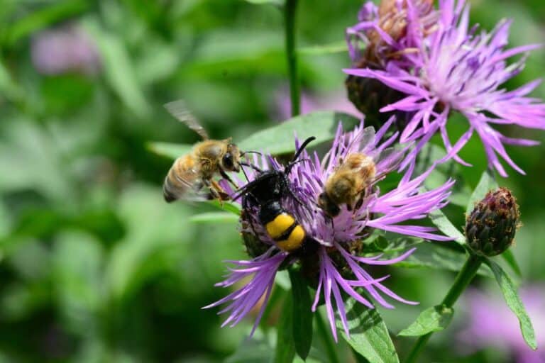 How Does Climate Change Affect Pollinators? | Earth.Org