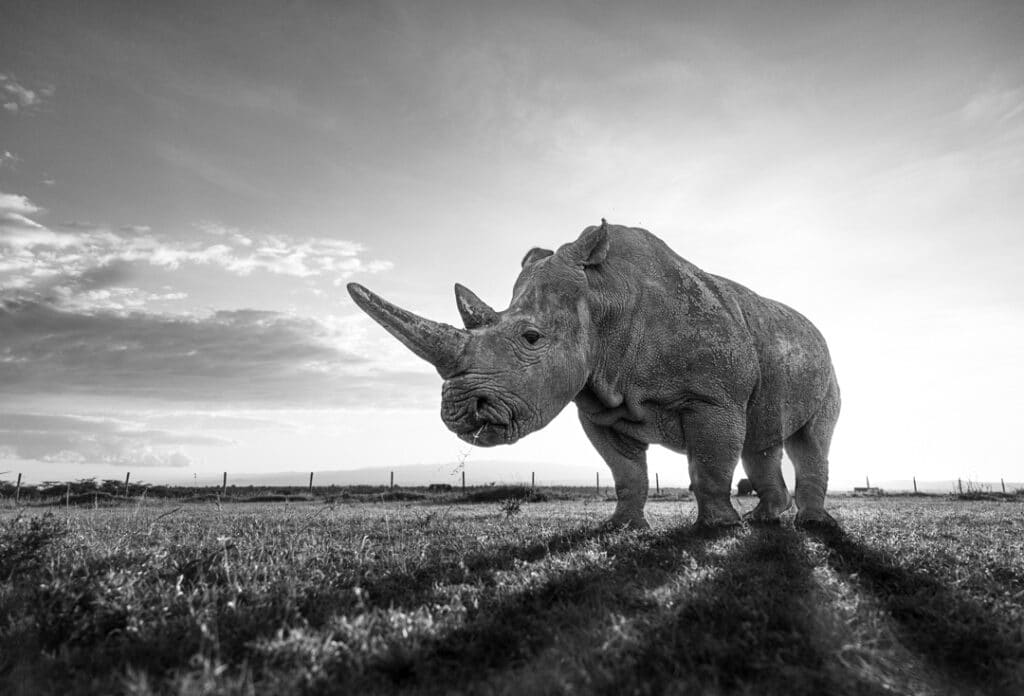 In Pictures: Rhino Poaching | Earth.Org
