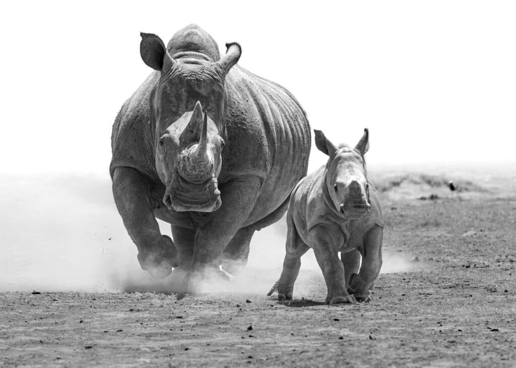 In Pictures: Rhino Poaching | Earth.Org