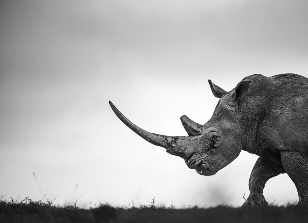 In Pictures: Rhino Poaching | Earth.Org