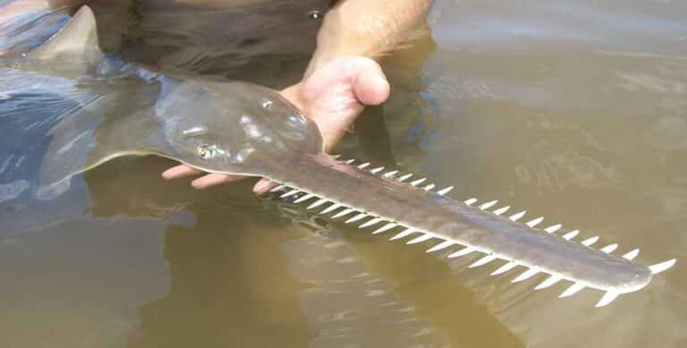 6 Interesting Facts About the Endangered Largetooth Sawfish | Earth.Org