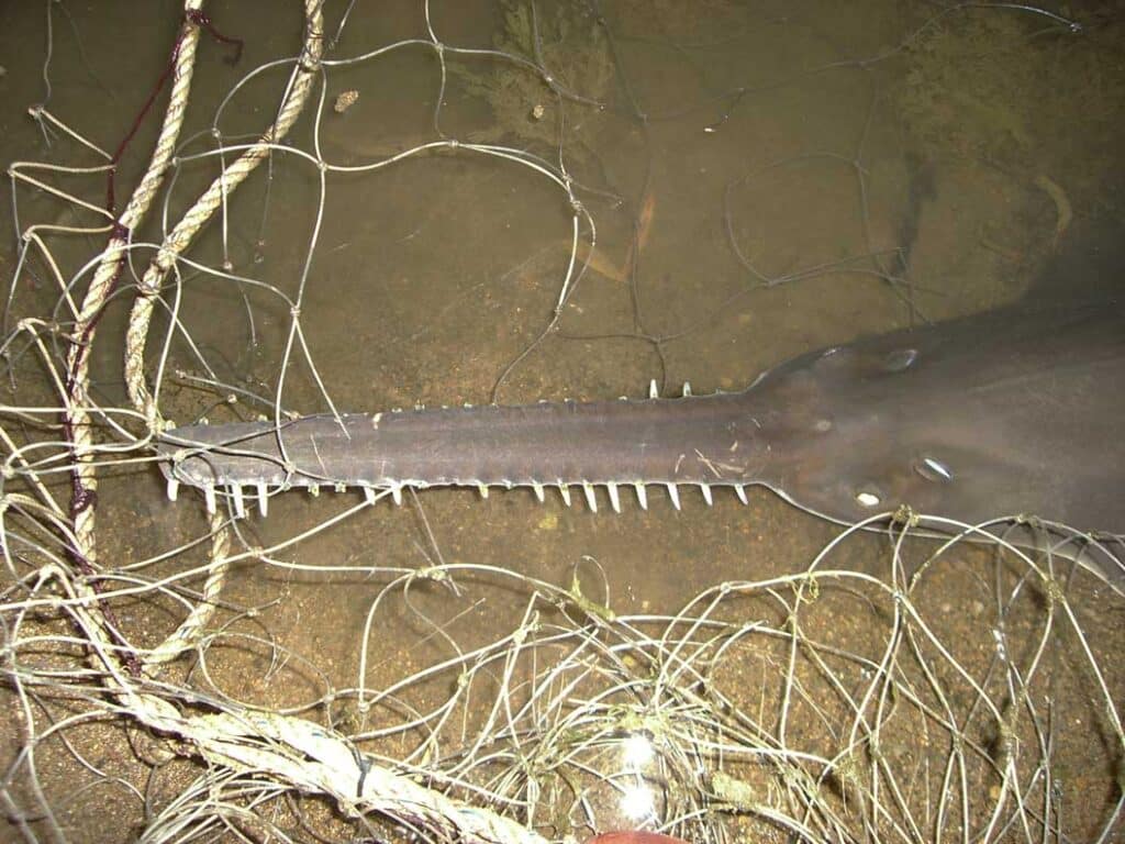 6 Interesting Facts About the Endangered Largetooth Sawfish | Earth.Org
