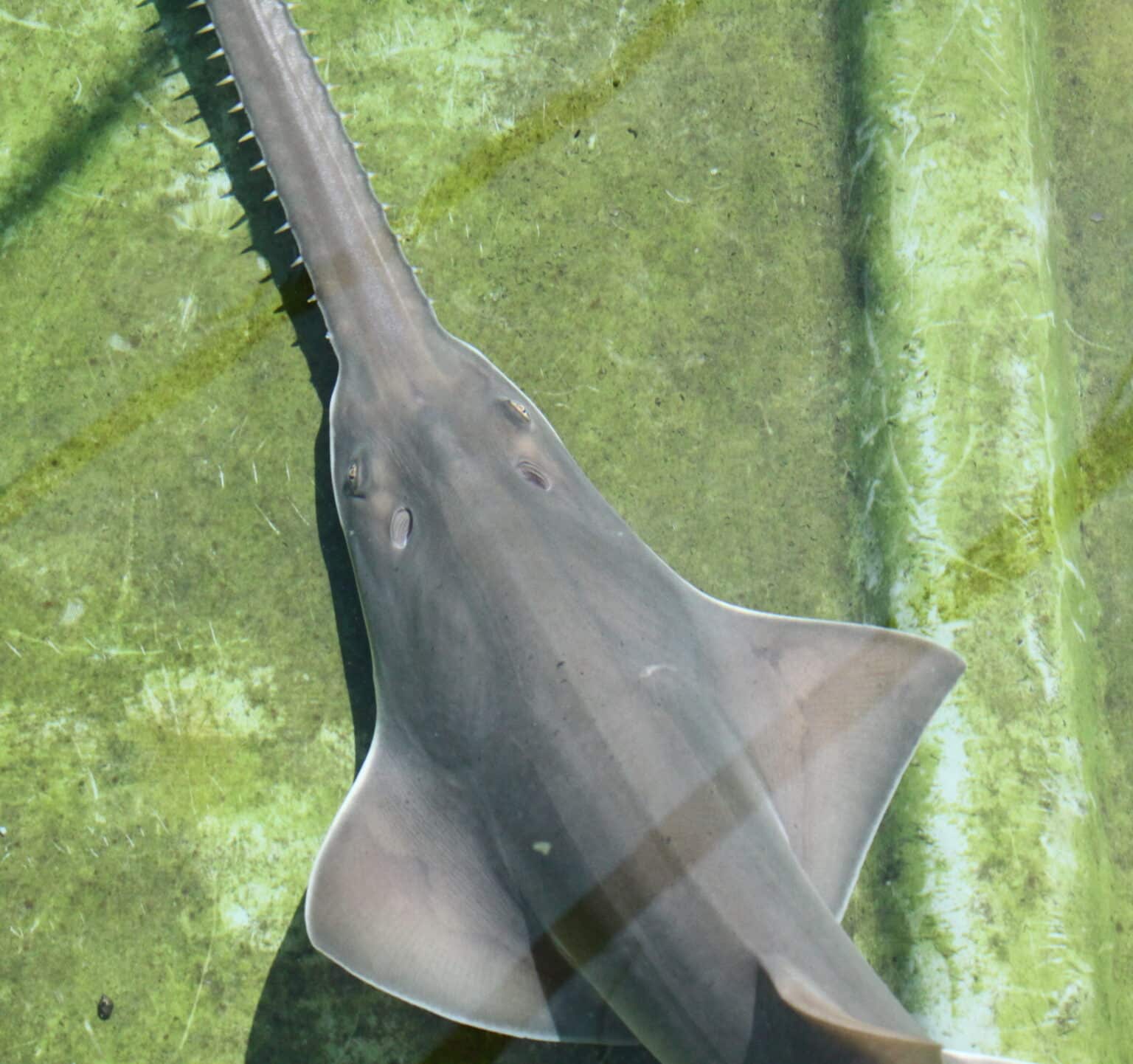 6 Interesting Facts About the Endangered Largetooth Sawfish | Earth.Org