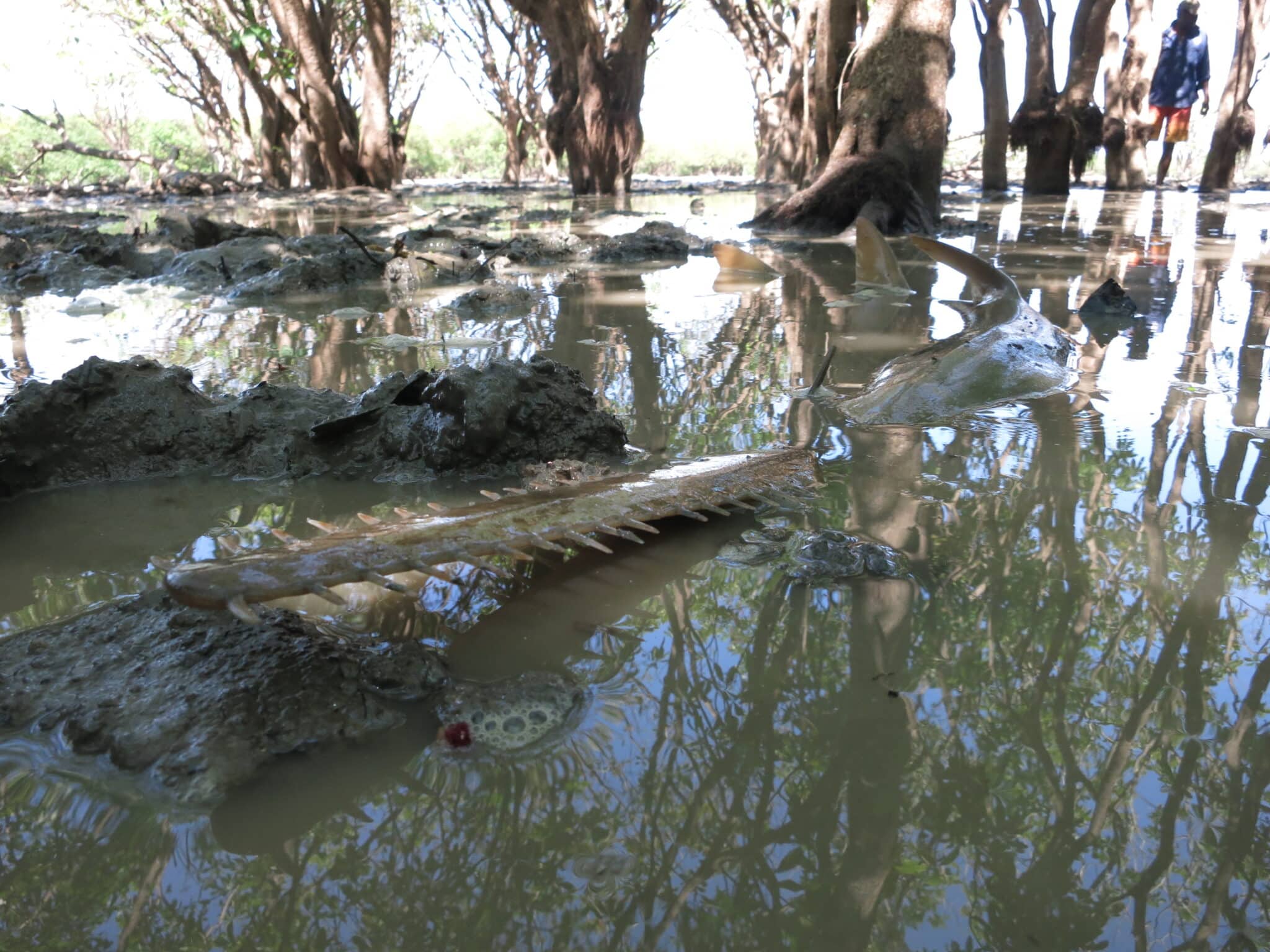 6 Interesting Facts About the Endangered Largetooth Sawfish | Earth.Org