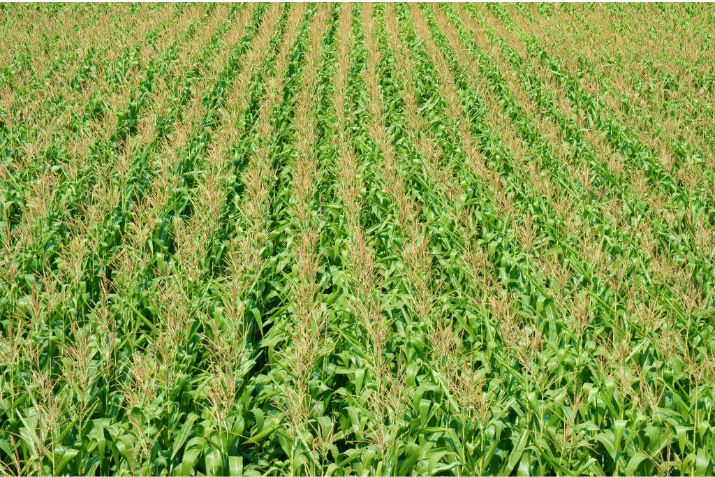 Intercropping: The Future of Farming in Europe