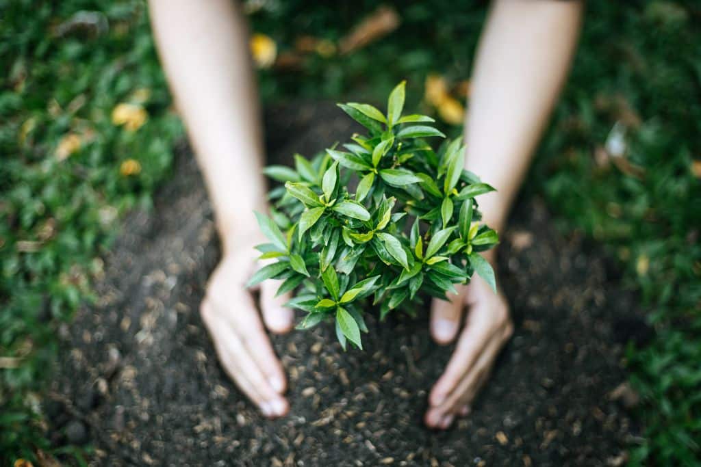 All You Need to Know About Sustainable Gardening | Earth.Org