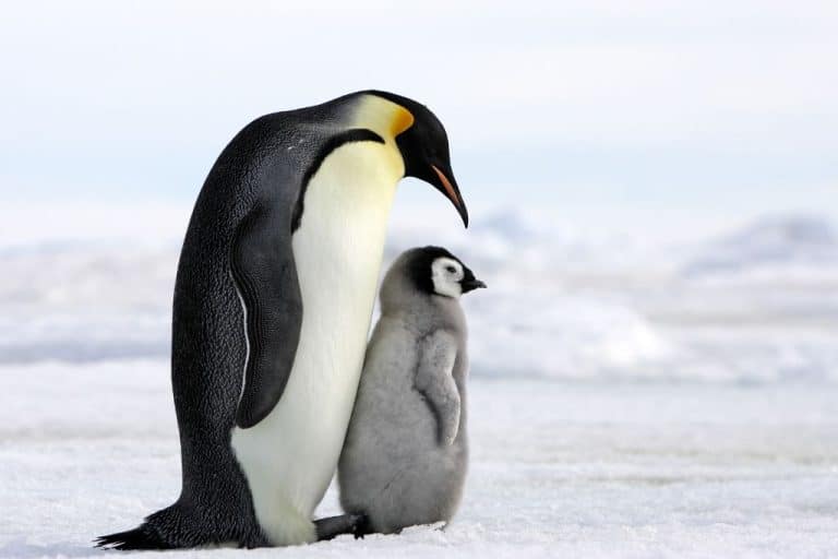 6 Facts About Endangered Penguin Species | Earth.Org