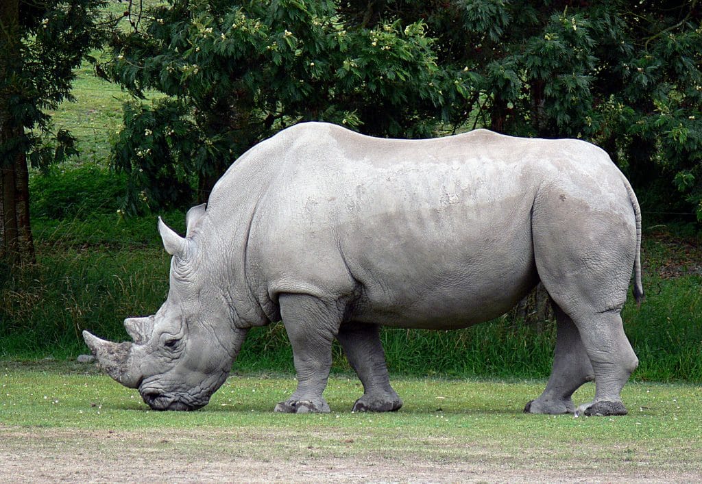 Rhino in Peril: A Tale of Survival and Hope | Earth.Org
