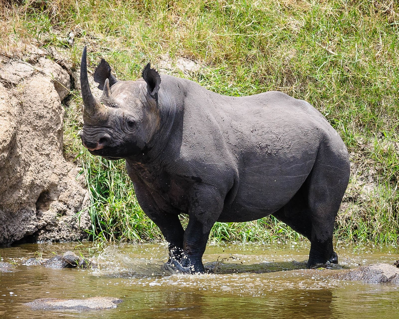 Rhino in Peril: A Tale of Survival and Hope | Earth.Org